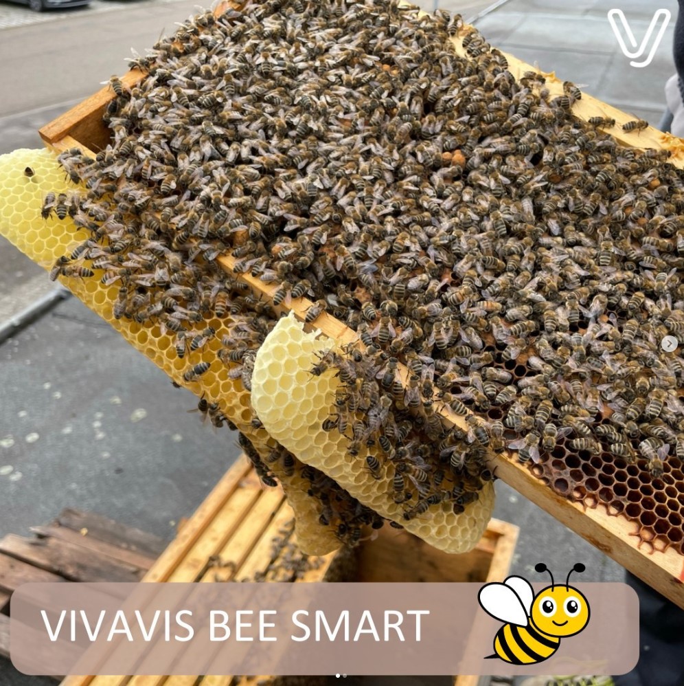 Instagram Archive - vivavis